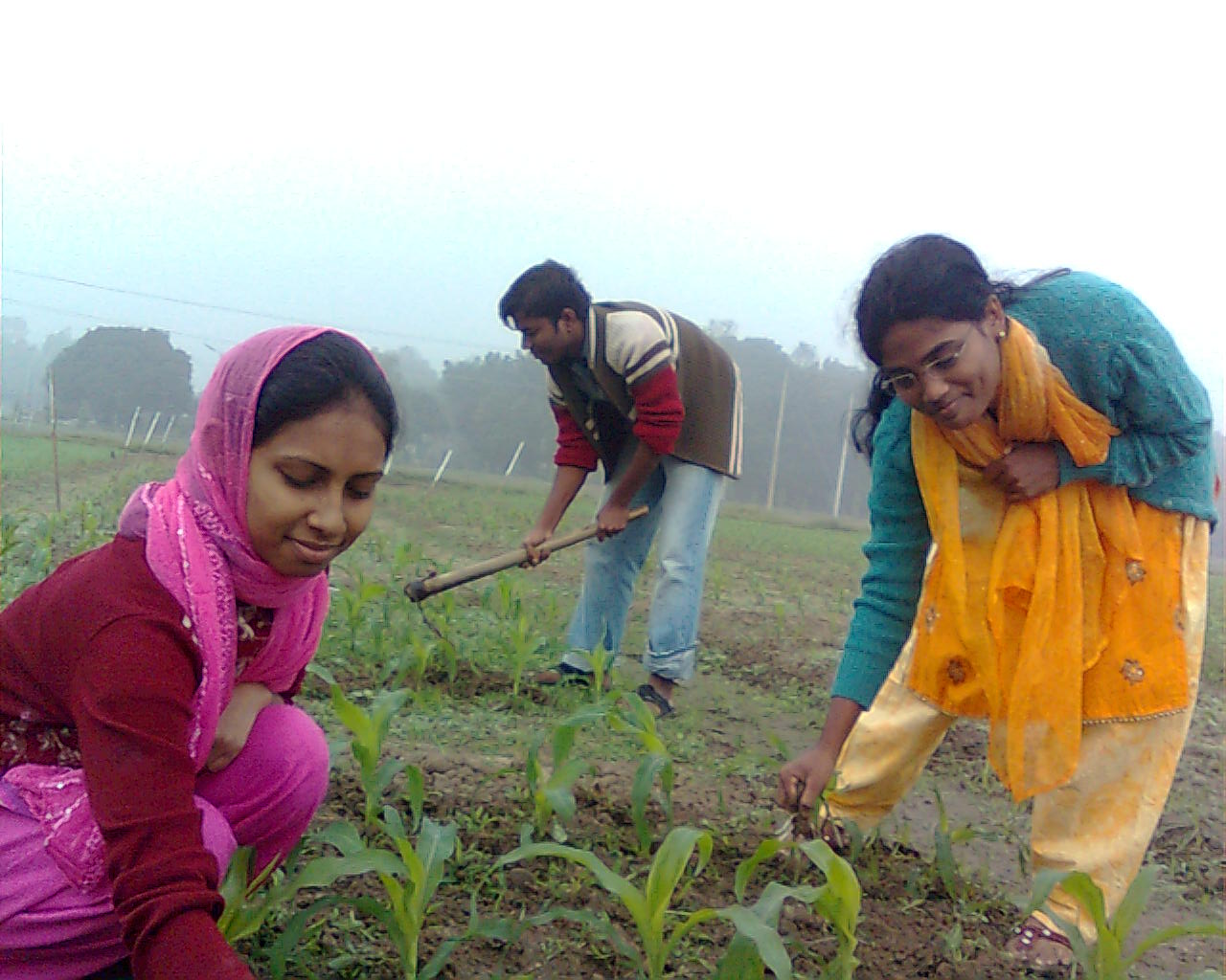 Farming Implements: Implement for weeding