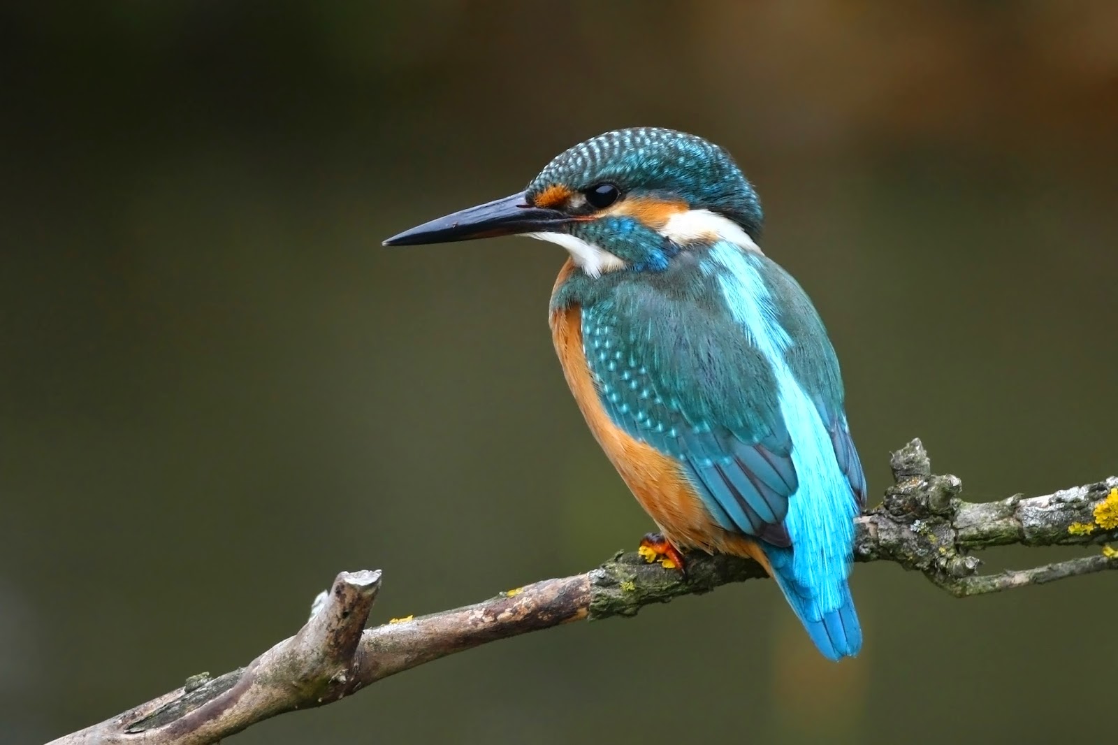 AMBIENTS NATURALS: Blauet (Alcedo atthis)