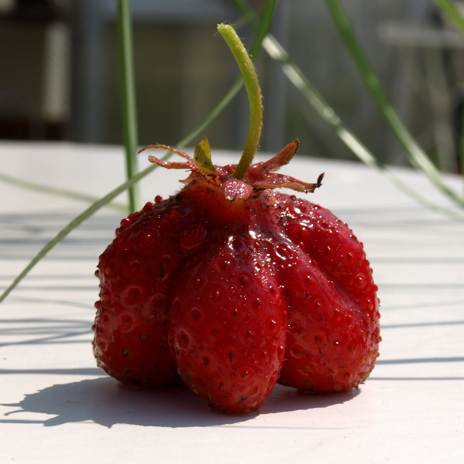 Aromagärtnerei Deaflora: Die Reisetomatenerdbeere