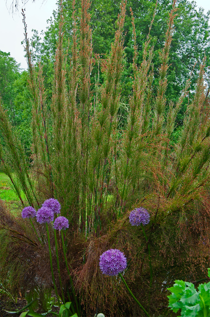 Linda Cochran's Garden: Restios