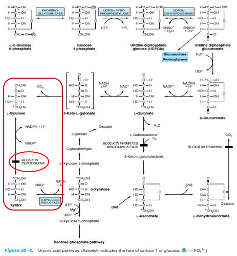 KNOWLEDGE: PENTOSURIA