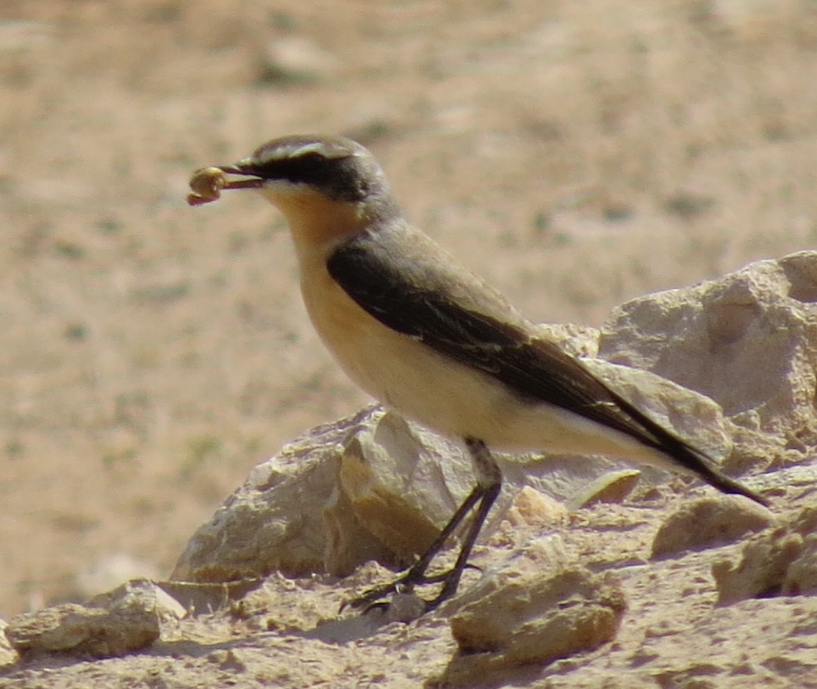 Birding for a Lark: passerines and near-passerines at al Hayer
