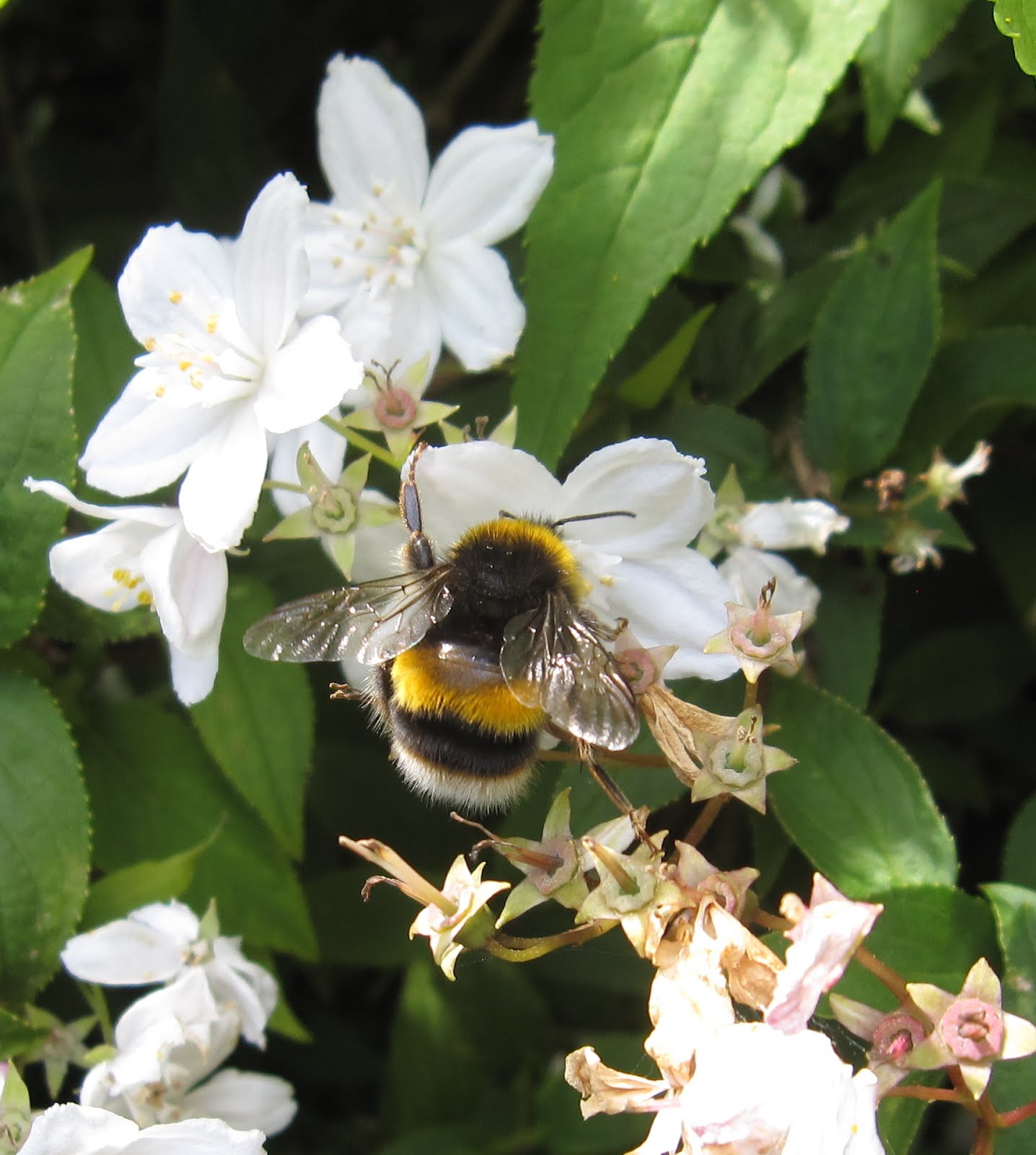 Abington Naturewatch: Buff-tailed Bumble Bee