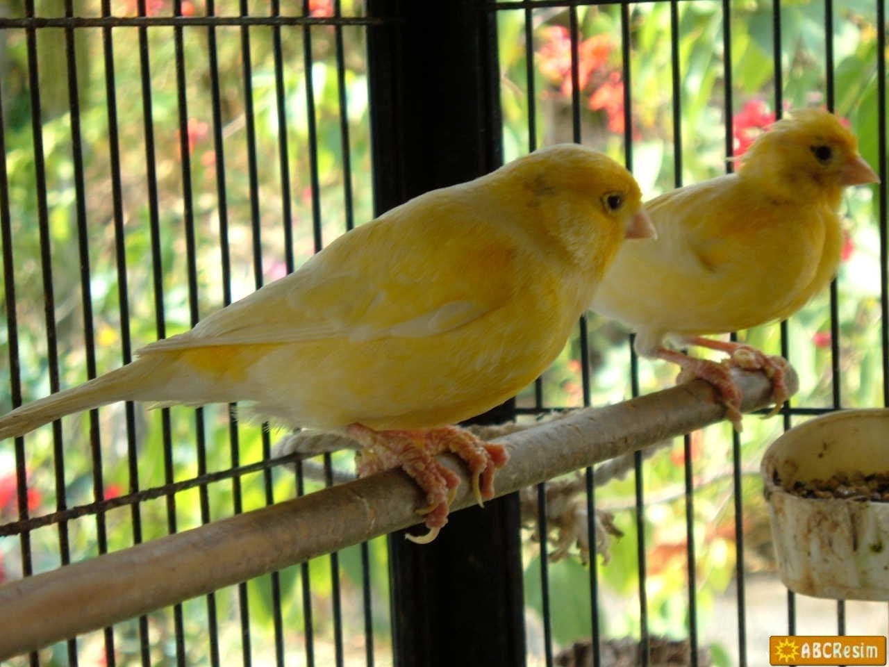Canary Wallpapers | Fun Animals Wiki, Videos, Pictures, Stories