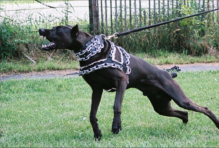 MorsoRosso: Canis Panther ("il cane pantera")