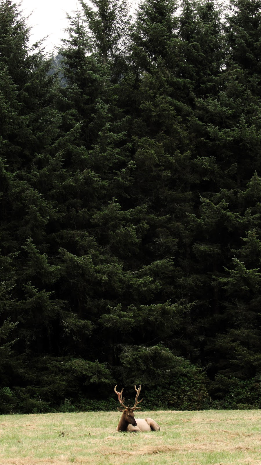 Weird Wonderful Wanderlust: CALIFORNIA: A Gang of Elk