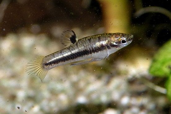 Le poisson moustique (Heterandria formosa)