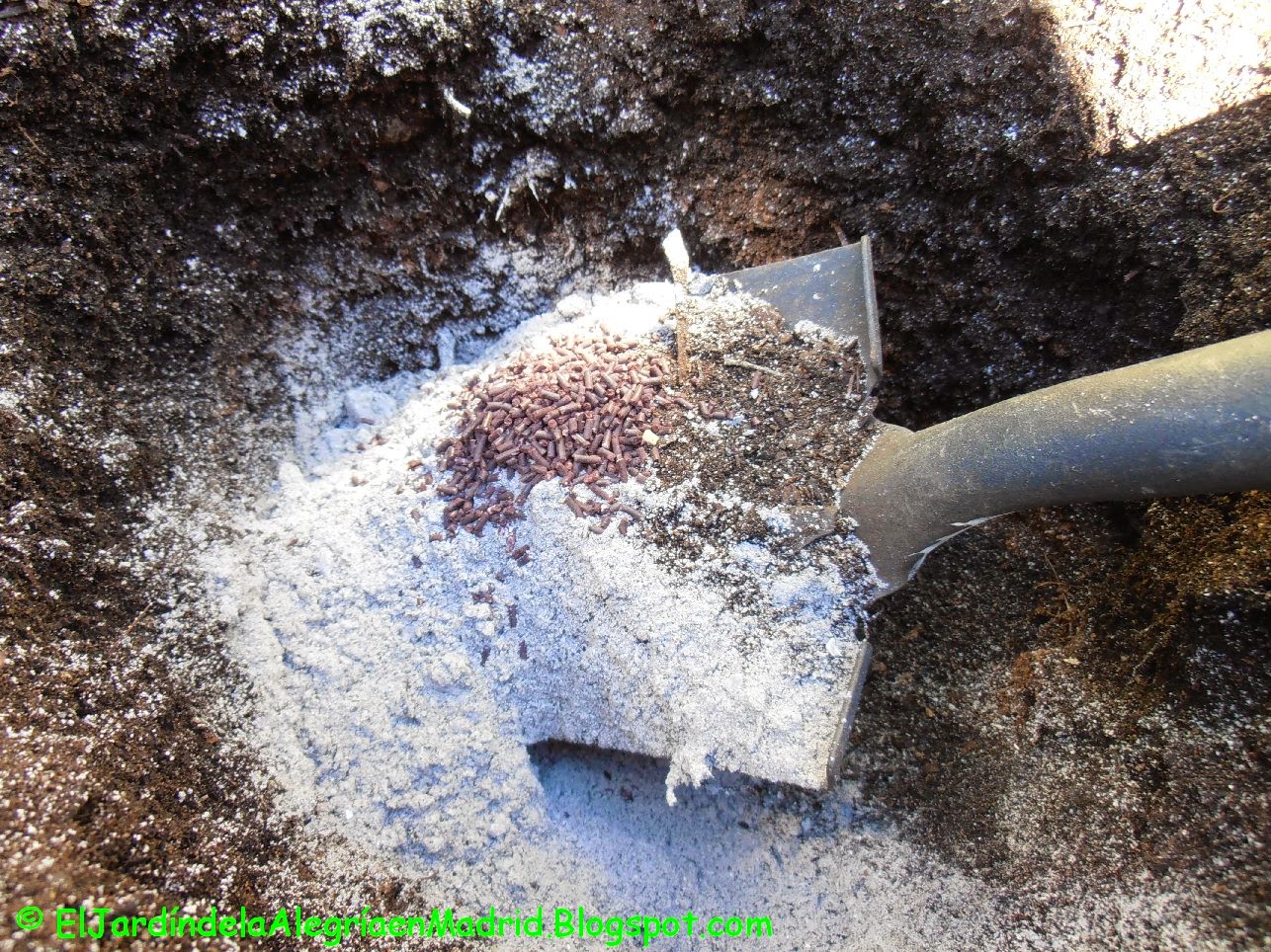 El jardín de la alegría : Las bayas. Plantar una grosella roja (Ribes ...