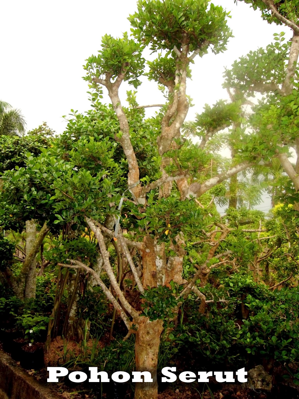POHON SERUT - kebon kembang bogor