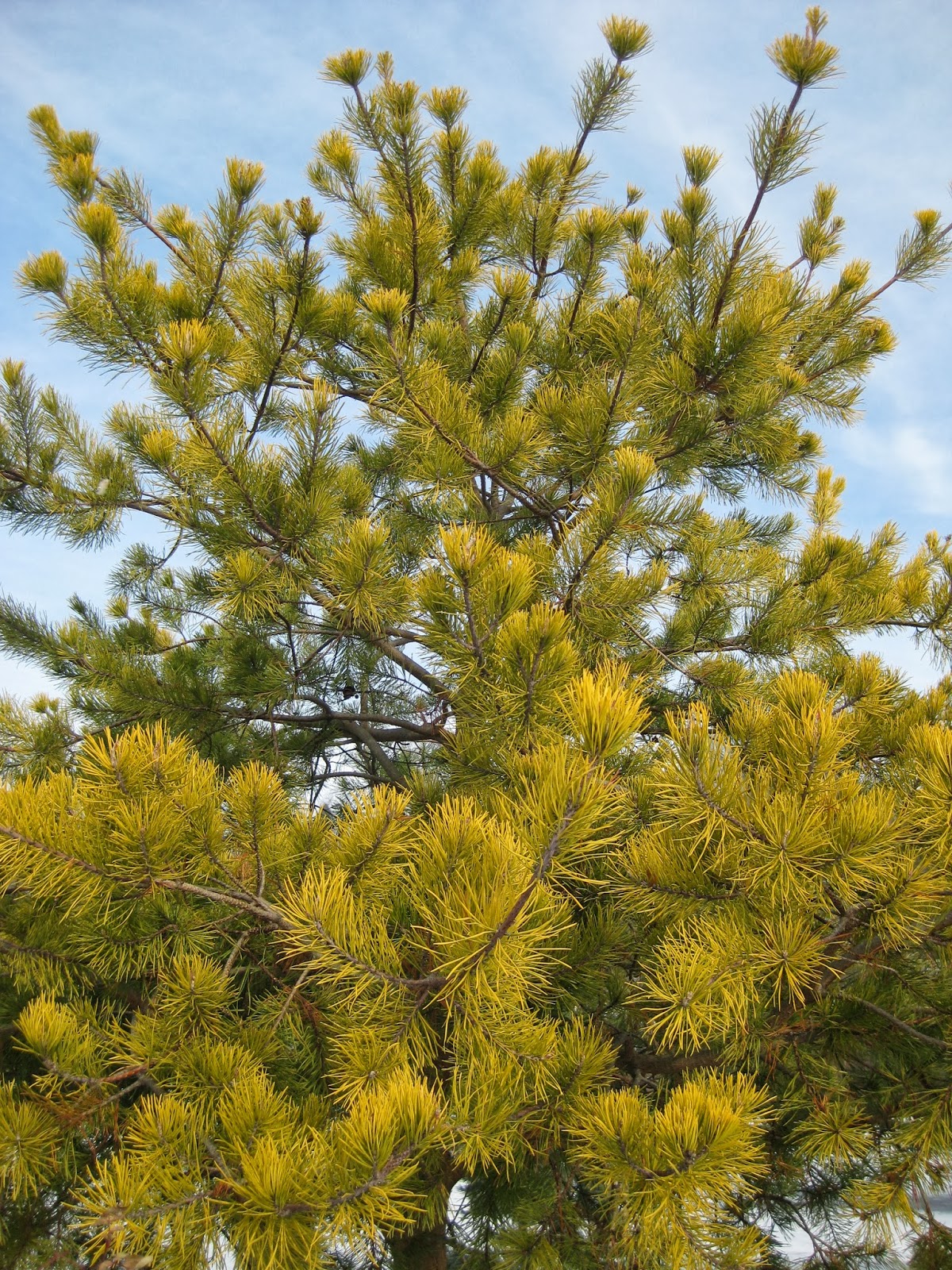 Rotary Botanical Gardens - Hort Blog: Golden Conifers For A Winter Glow