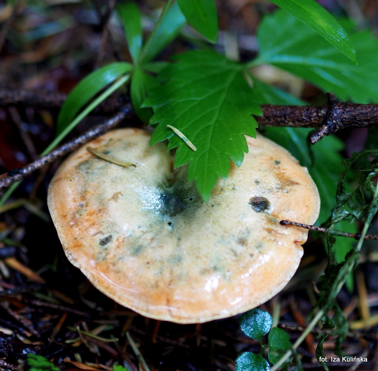 Rydze - mleczaj rydz, mleczaj jodłowy, mleczaj świerkowy | Smaczna Pyza