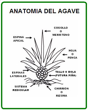 PASION AL TEQUILA: ANATOMÍA DEL AGAVE