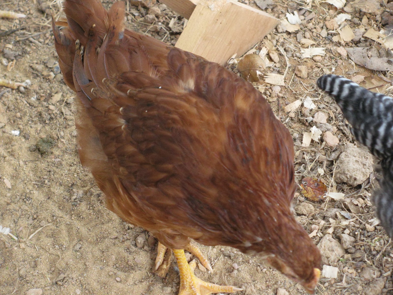 Update from the farm: Two month old chickens can fly