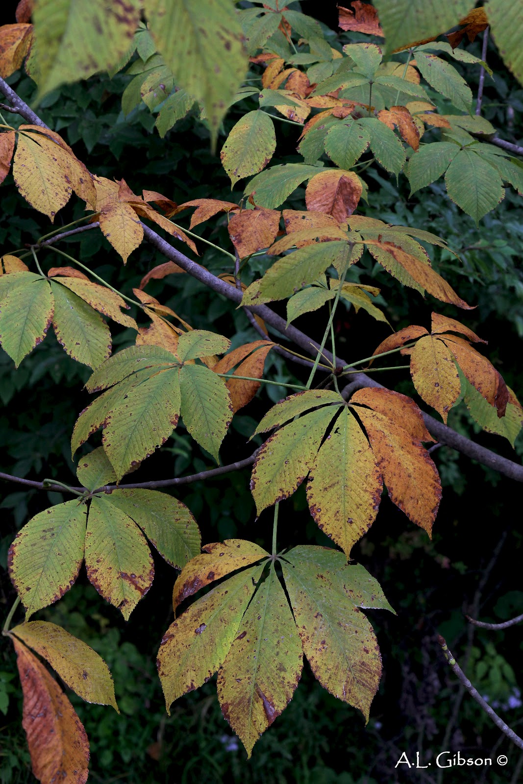 The Buckeye Botanist: Early Splashes of Autumn Color