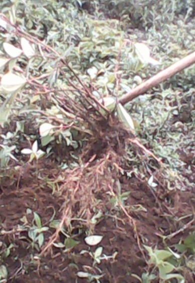 Dokter Tumbuhan: Pengendalian Gulma kayu-kayuan dengan Menggunakan Gatrix