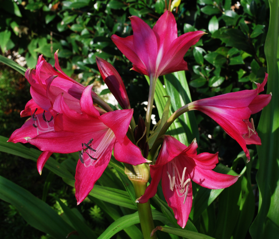 Moristotle & Co.: Crinum Lily's second season