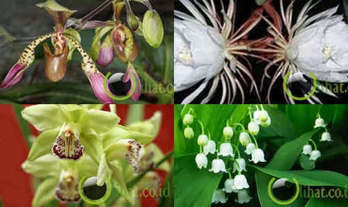 5 Bunga Termahal di Dunia - Mata Internet Dunia