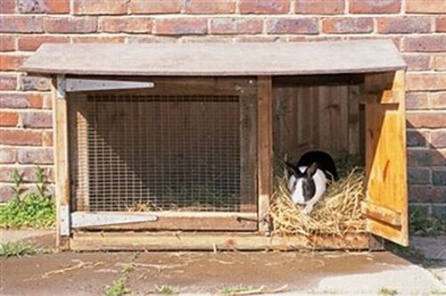 How To Raise Rabbits Tips: Outdoor Rabbit Hutch - 3 Specific Considerations