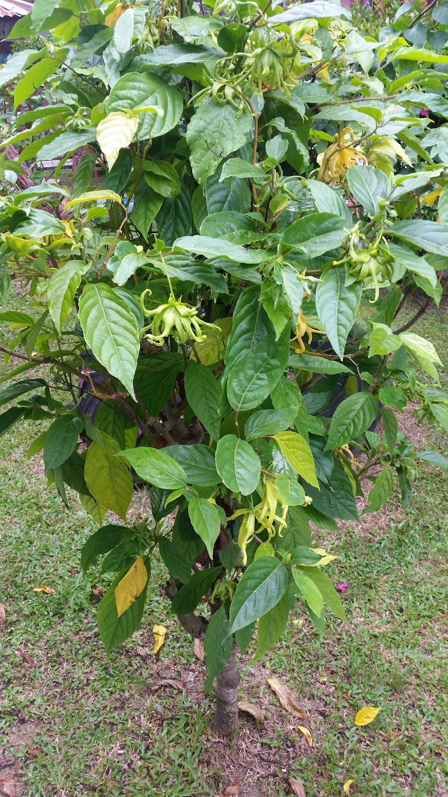 Warisan Petani: Pokok Kenanga.