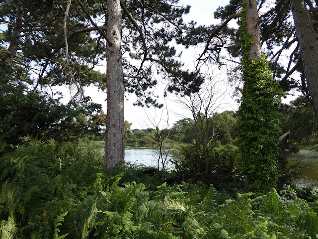 Wild and Wonderful: Lound Lakes, Southwold Beach and A Pair of Late ...