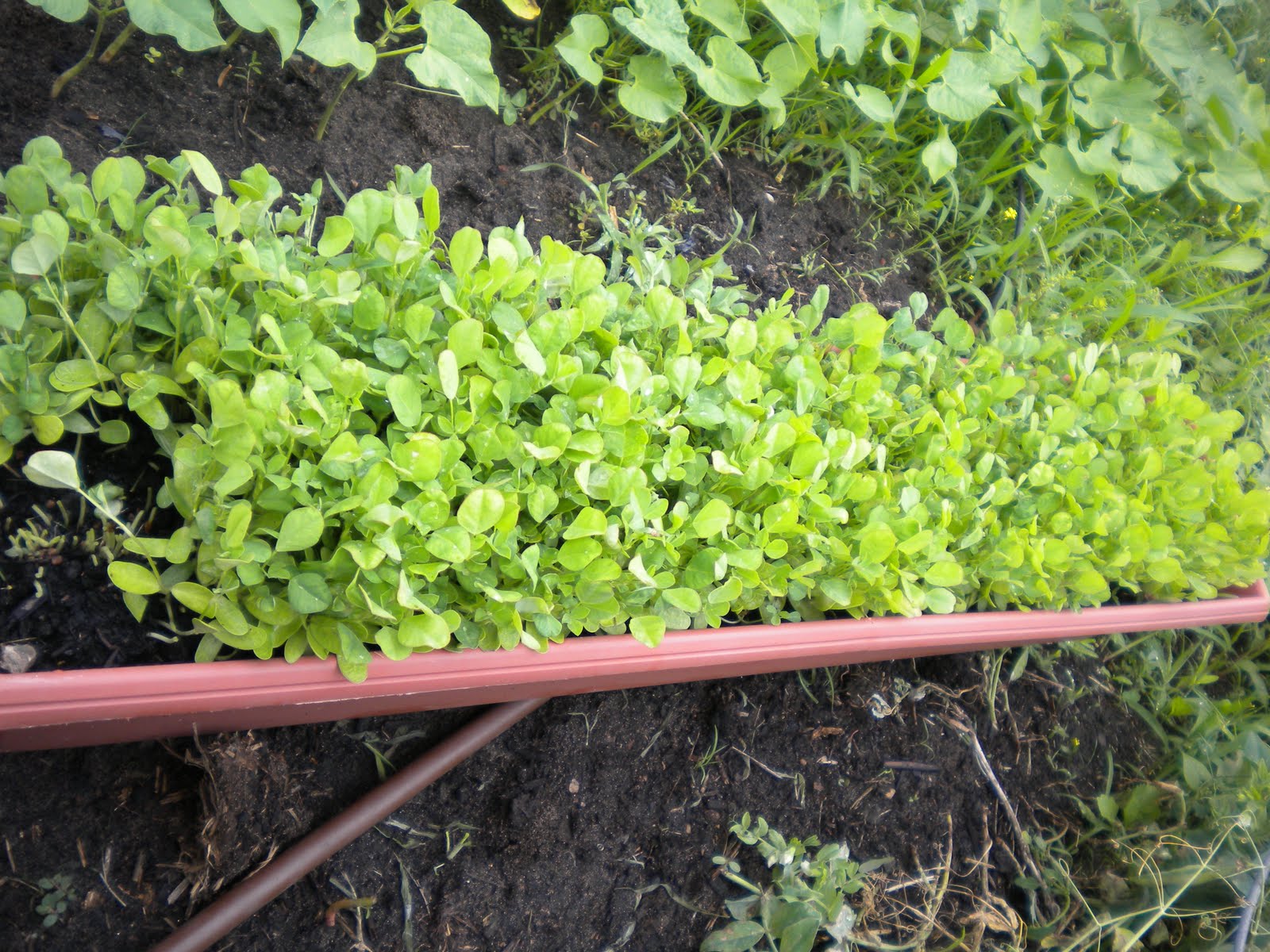 Welcome to My Random Garden: Growing and harvesting Fenugreek(methi) leaves