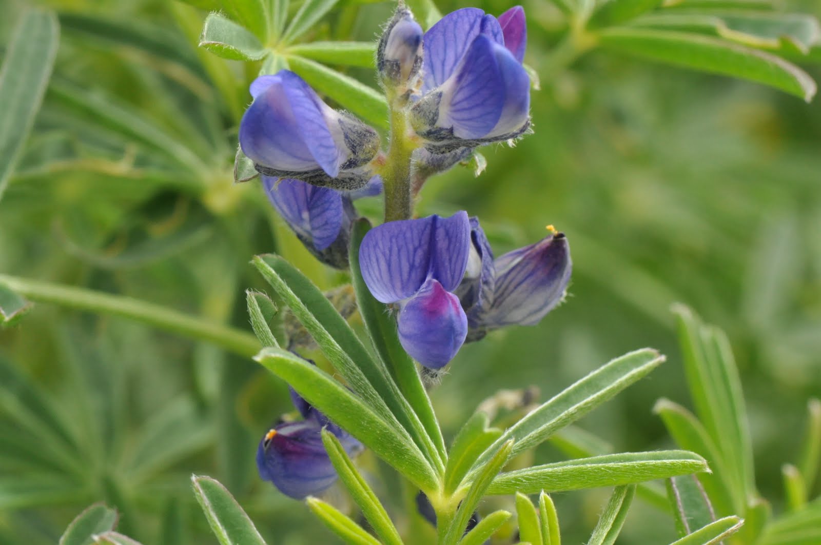 Desde Alájar: Altramuz azul