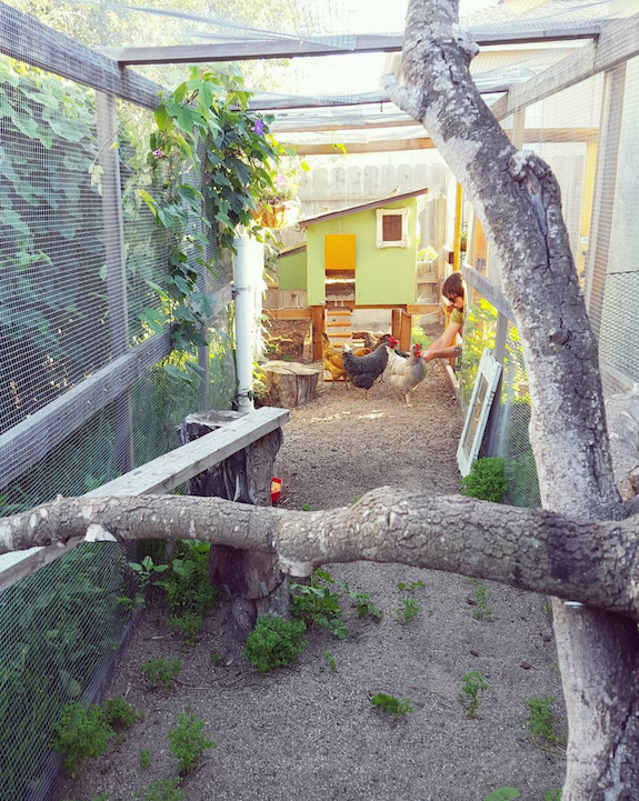 La Maison Boheme: My Favorite Backyard Farm on Instagram