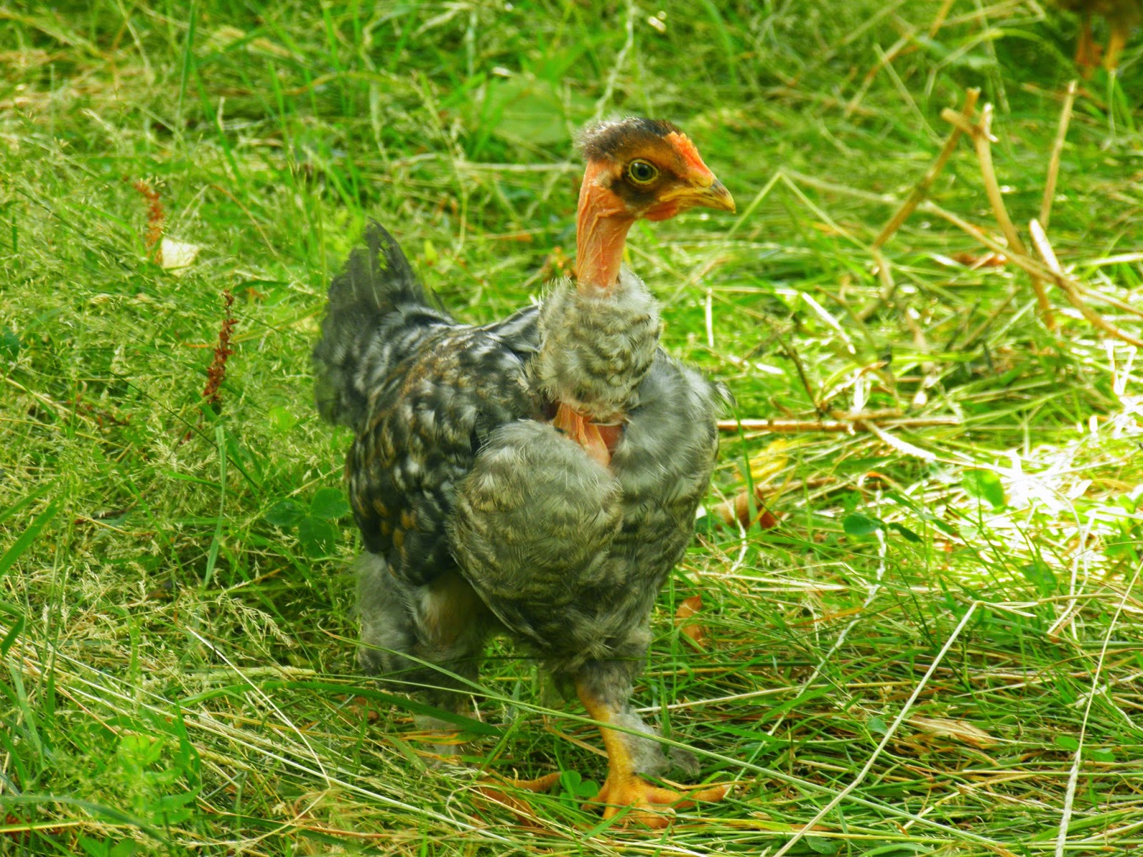 PASARI DIN ROMANIA: ULIU PORUMBAR (ULIUL GAINILOR), Accipiter gentilis