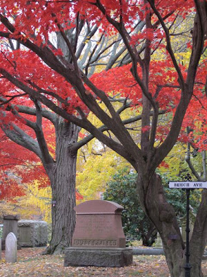 Julie Zickefoose on Blogspot: Great Maples of Mt. Auburn