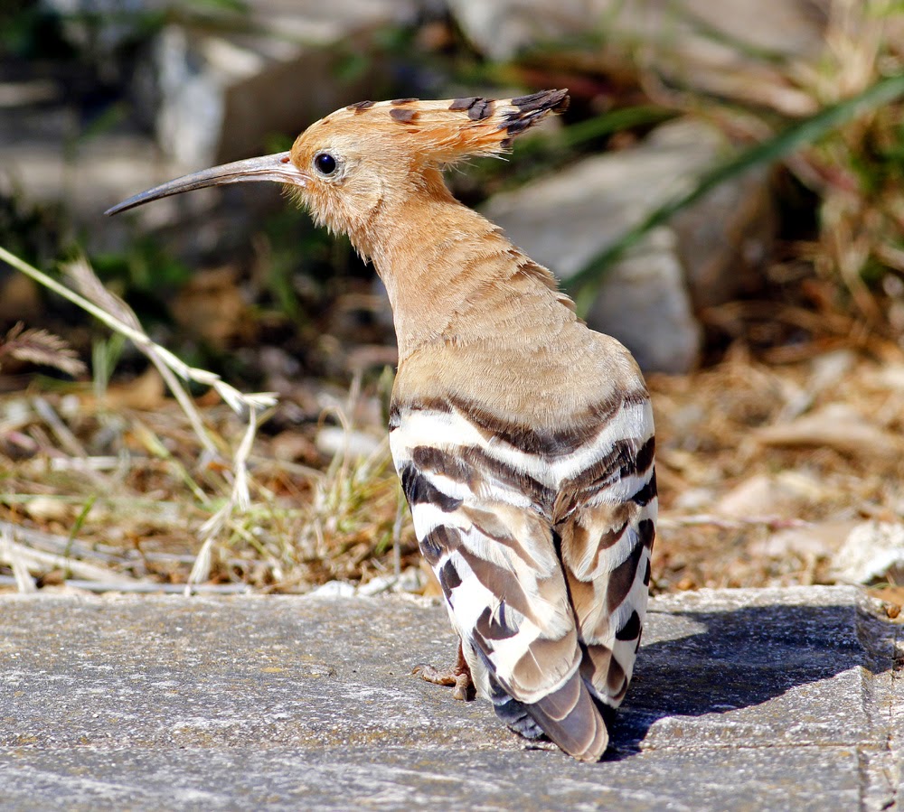 Another Bird Blog: Hoopoe Action From Menorca
