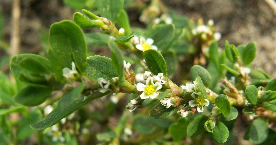 Prostrate Knotweed - Polygonum aviculare - Macedonia Nature