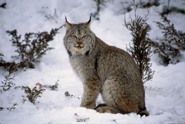 Animals of the world: Lince del canada
