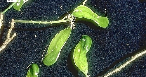 Flora de Puerto Rico Ilustrada Papo Vives: FABOIDEAE MYROSPERMUM ...