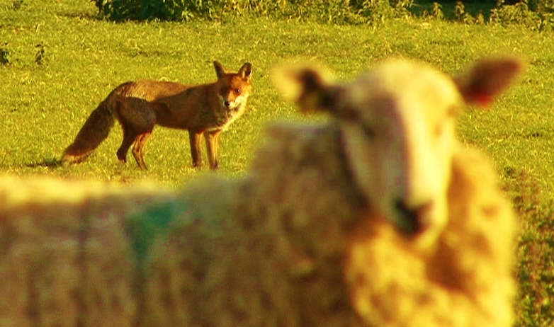 Diaries of a Wildlife and Outdoors lover: One of my photos in Cheshire ...