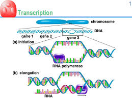 Tahap - Tahap Transkripsi Ekspresi Gen [Materi Pembahasan Lengkap ...