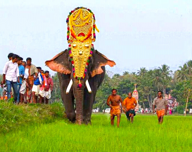 Top Ten Famous Elephants in Kerala