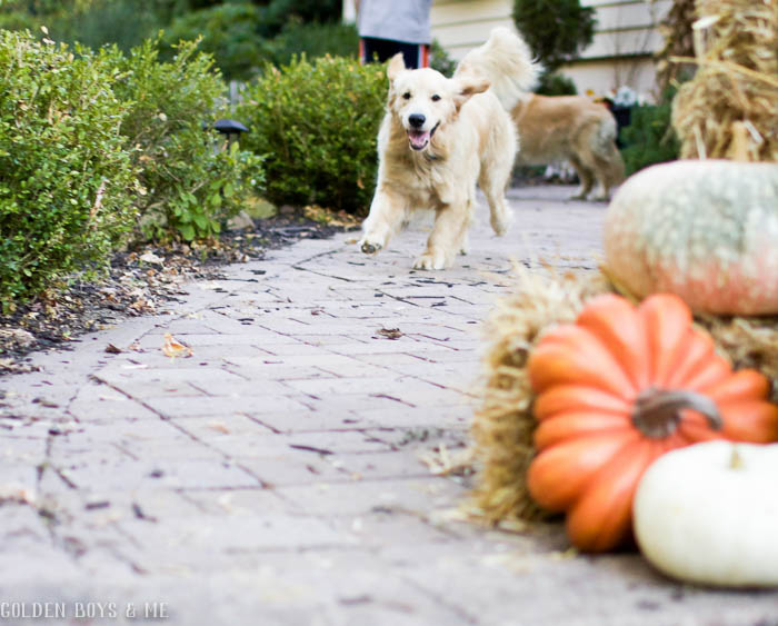 Fall Home Tour 2016 - Outdoor Fall Decor Ideas | Golden Boys & Me