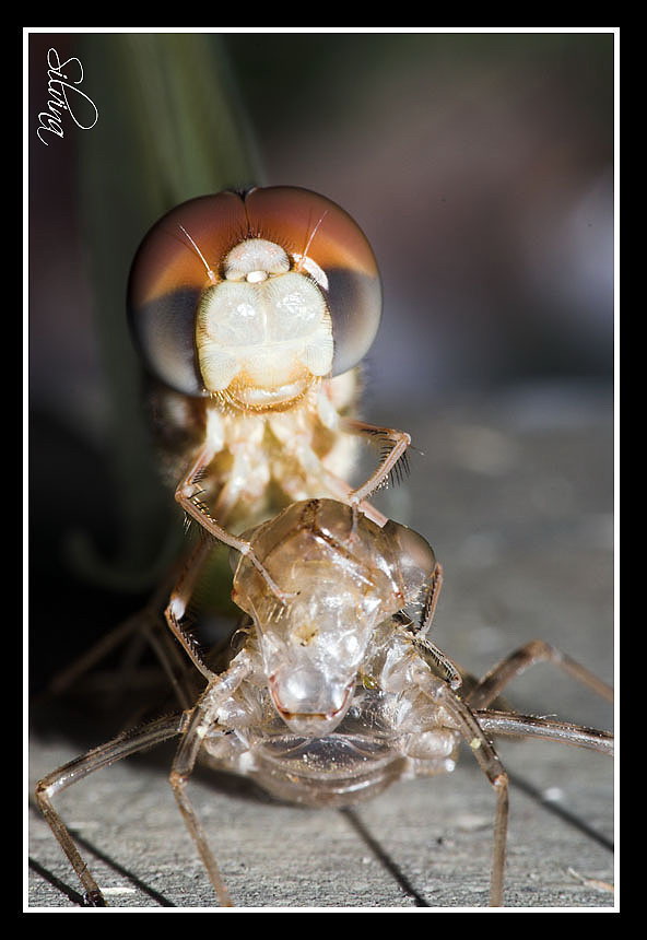 Mis Fotografias: El nacimiento de la libélula