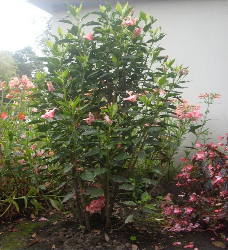 Herbario Virtual Cafam: Rosa China