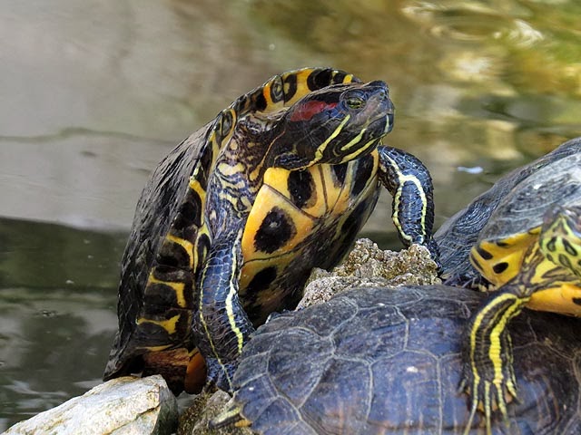 Livorno Daily Photo: Turtles