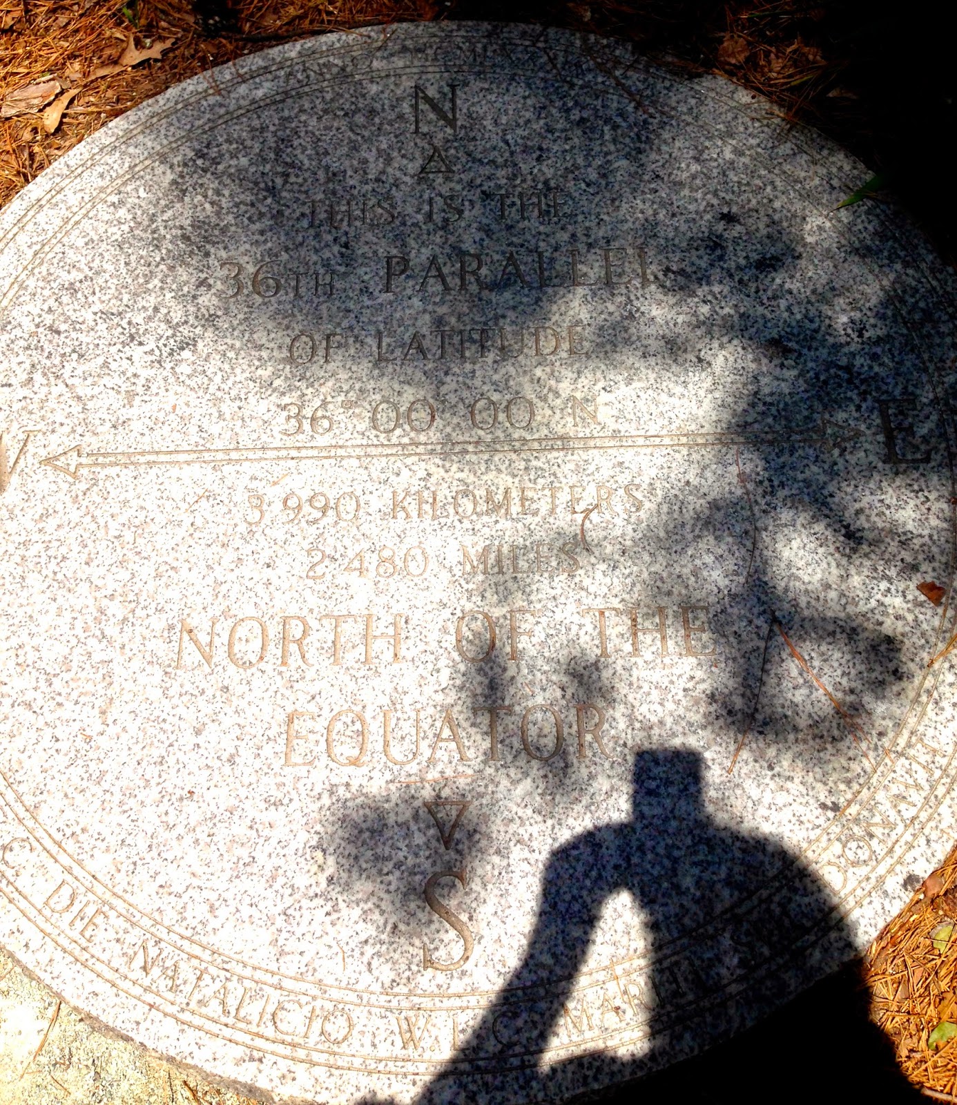 The Illustrated Plant Nut: Farkleberry on the 36th Parallel