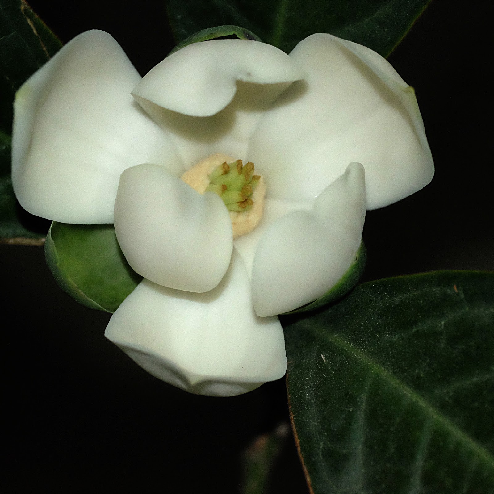 FRAGRANCES: Revlon Charlie 'Red' EDT (1993) | Lady Rattus Blog