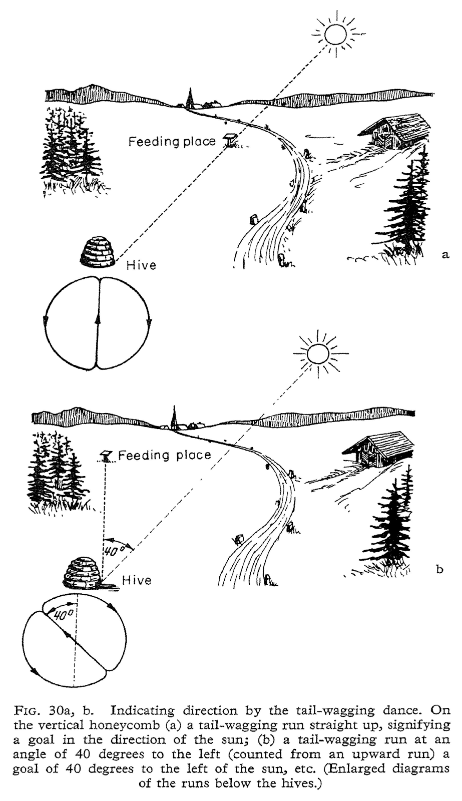 Data Deluge: Dance of the Bumble Bee