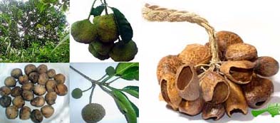 Pangi Shell Shaker A (果實 Pangi 殼製的搖響樂器 A)