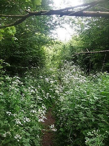 Deborah Harvey : The Red Dress of Poetry ...: Remembering Robin Tanner ...