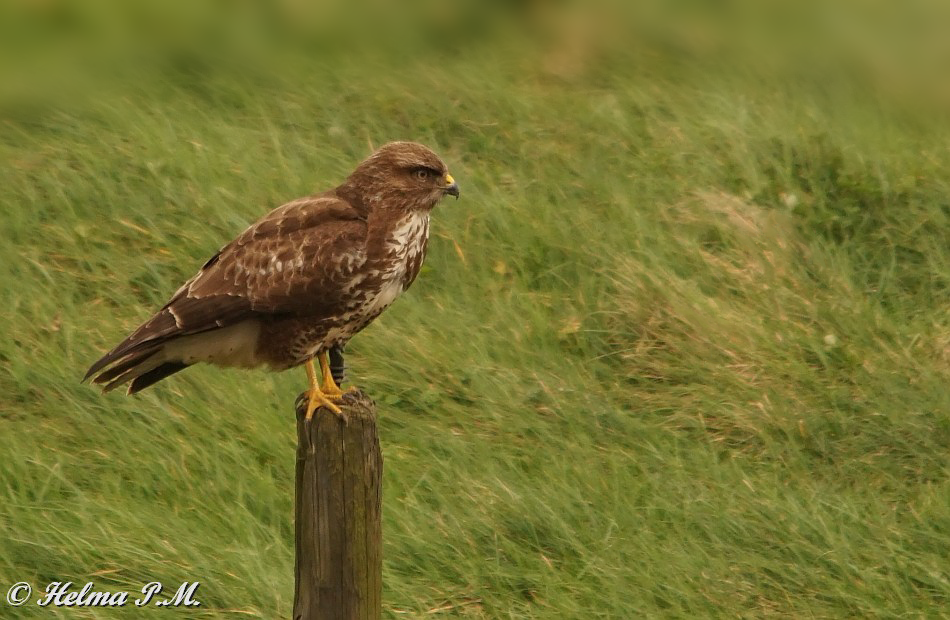 Helma's natuurfoto's: Torenvalk en Buizerd.........
