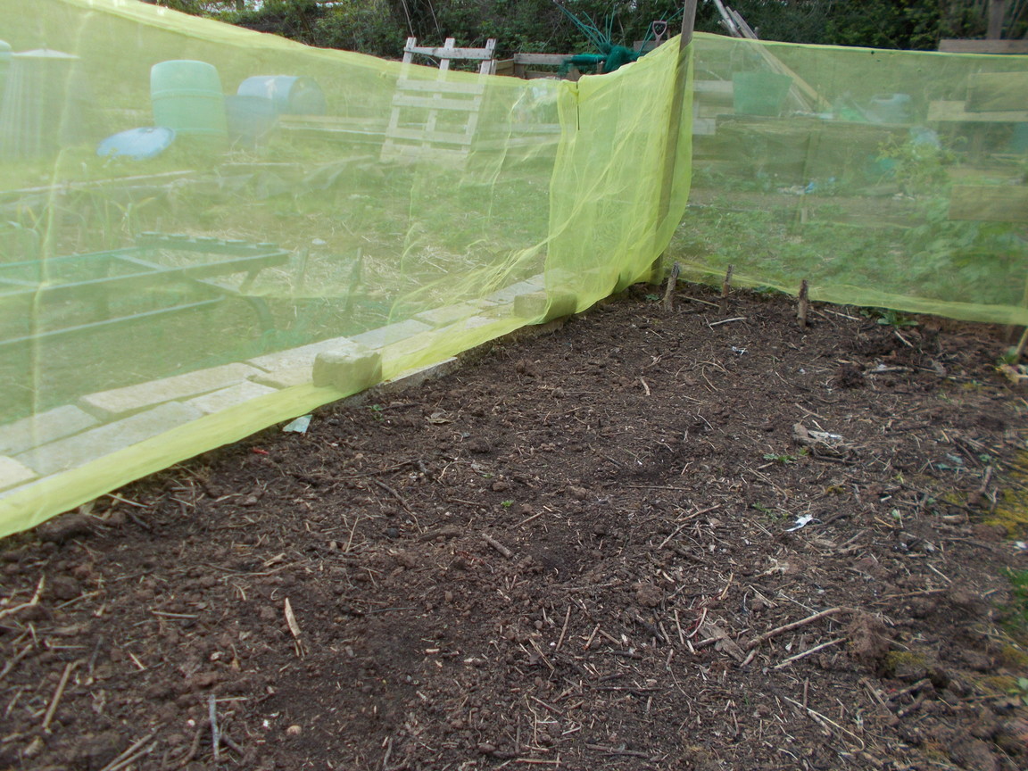 The Green Fingered Blog: Protect carrots from carrot fly