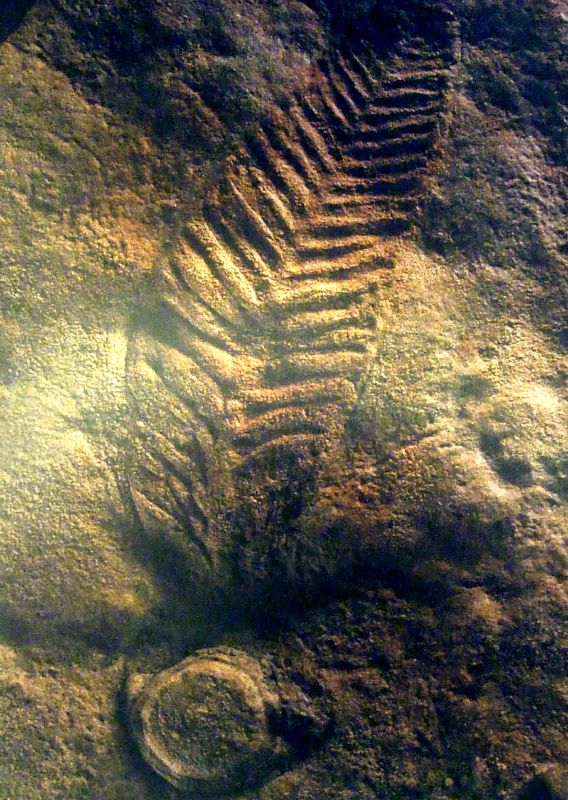 Variety of Life: Ctenophora