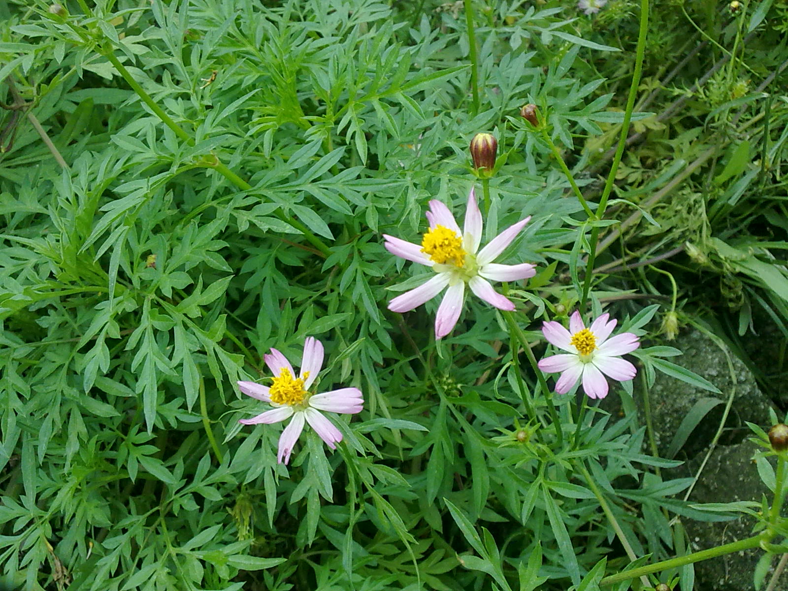 Manfaatkan masa menghasilkan kemanfaatan: Bunga Ulam Raja dibiarkan ...