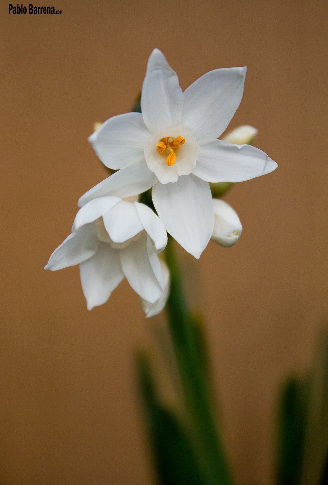 Naturaleza y ornitología: Narciso blanco Narcissus papyraceus